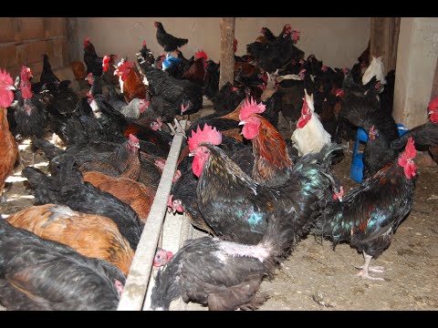 Castrate your cocks for weight gain