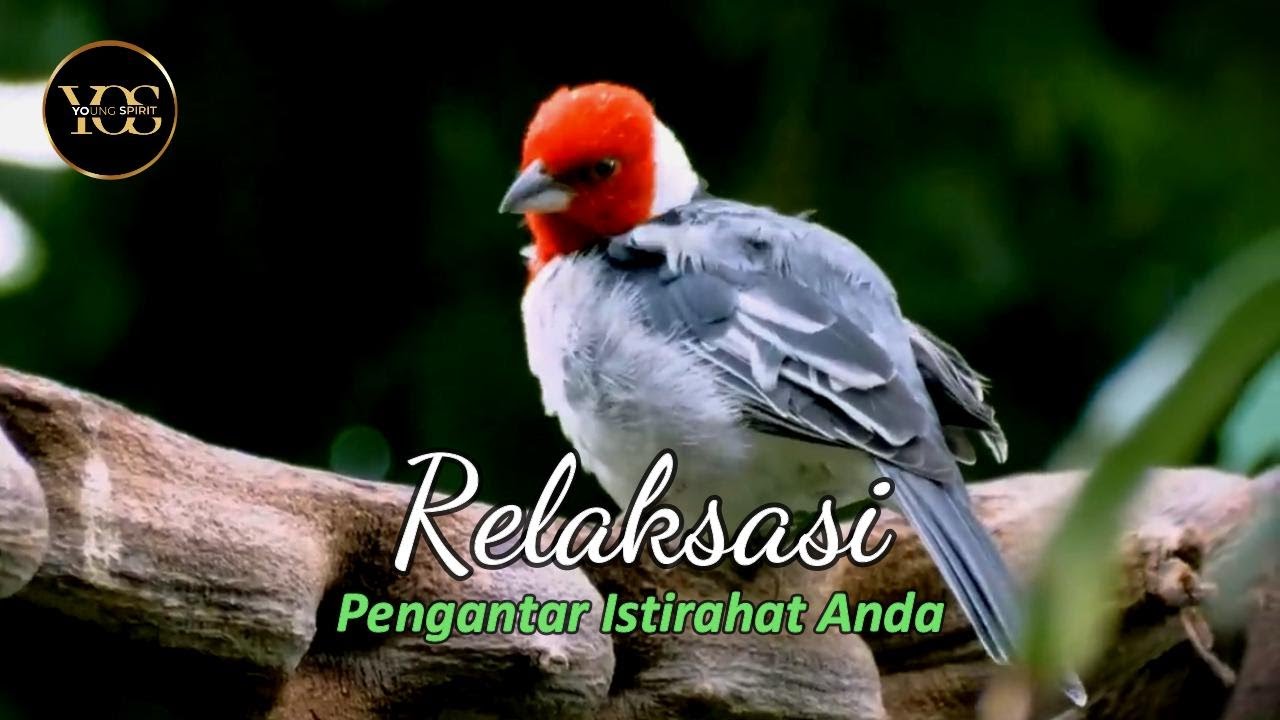 Relaksasi Suara Burung - YouTube