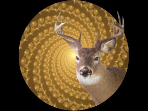 Whitetail Transformation Hypnosis - YouTube