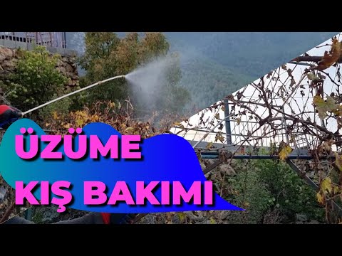 Üzümlere KIŞ BAKIMI Nasıl Yapılır?   |   Asma Kış Bakımı Nasıl Yapılır? #tropikaltopraktv #üzüm #kış