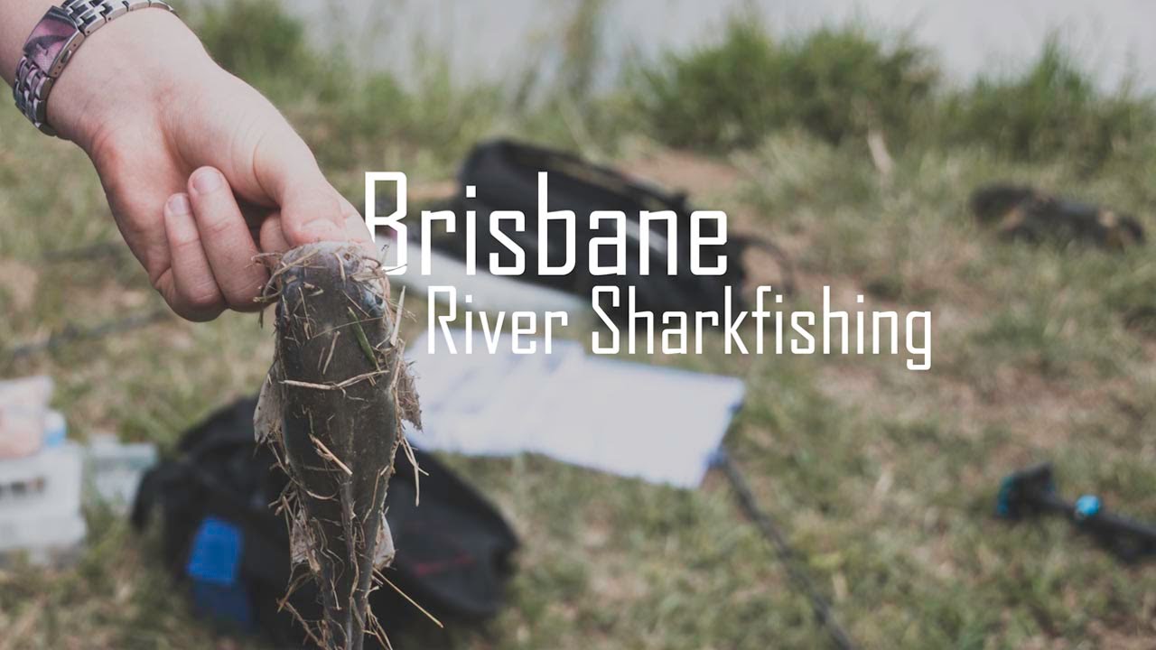 Shark Fishing in RURAL Brisbane River - YouTube