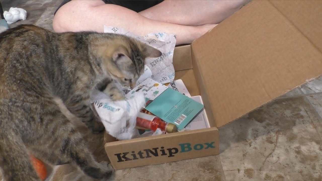 Kitnip Box(Breakfast In Bed) January 2023! 😻 - YouTube