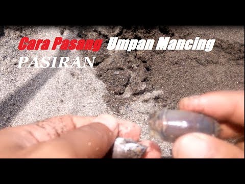 Cara pasang umpan yutuk / undur - undur laut mancing pasiran ( sand ...
