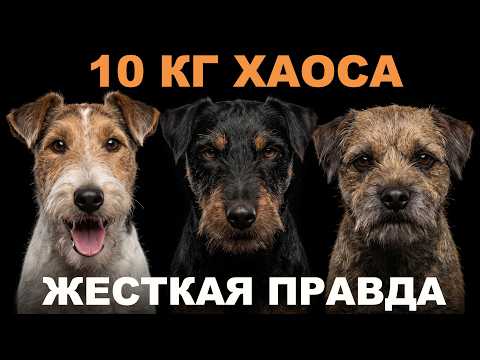Ягдтерьер, Фокстерьер, Бордер-терьер: можно ли брать в квартиру если вы НЕ охотник? Честный разбор
