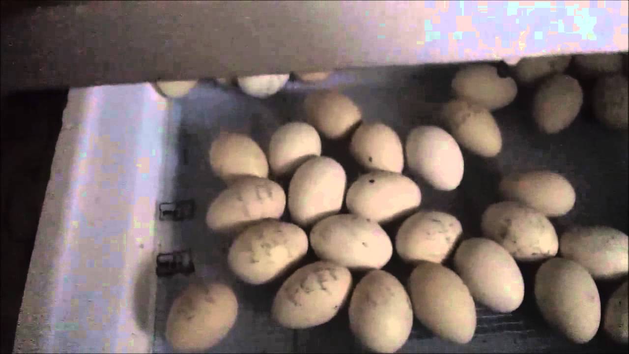 all about hatching/raising chicks part 1of2 - YouTube