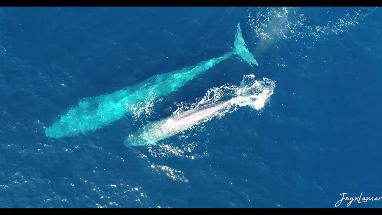DRONE CAPTURES BLUE WHALE COW/CALF CRUISING THROUGH NEWPORT BEACH ...