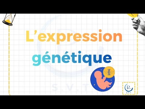 L’expression génétique : de l’ADN à la protéine - YouTube