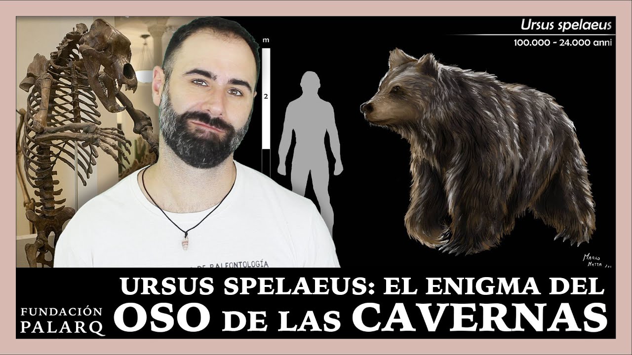 Oso De Las Cavernas Por Sameerprehistorica
