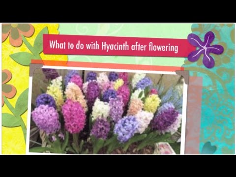 How to cut hyacinth flower after flowering - YouTube