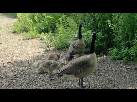 الرابط في التعليقات