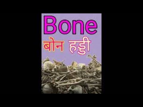 Bone meaning in hindi with photo मीनिंग इन हिंदी फोटो के साथ उच्चारण ...