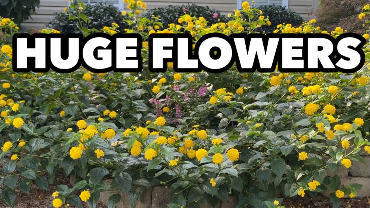 How To Plant and Grow BIG Flowers - YouTube