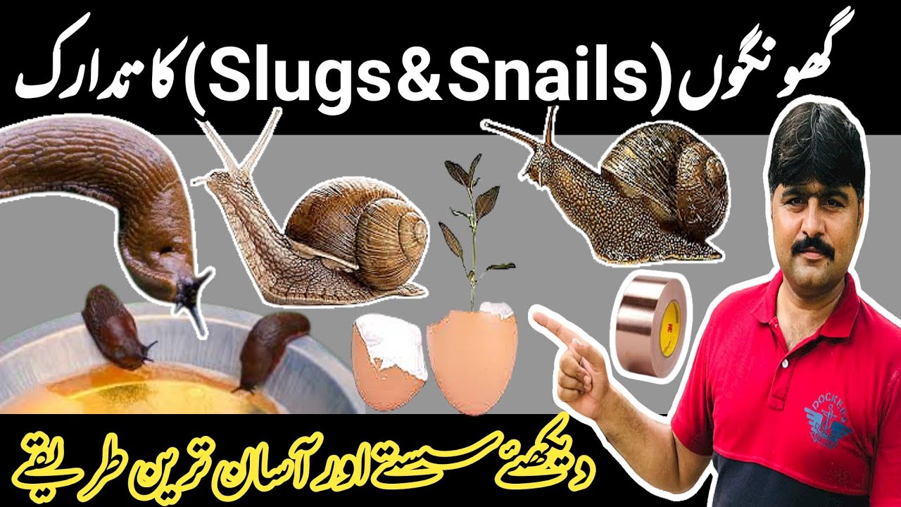 How to control snail and slugs? how get rid of snails and slugs ...