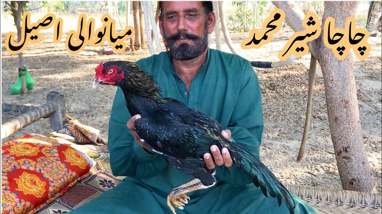 Pure mianwali aseel breed of Sher Muhammad angra by Nadeem shah aseel ...
