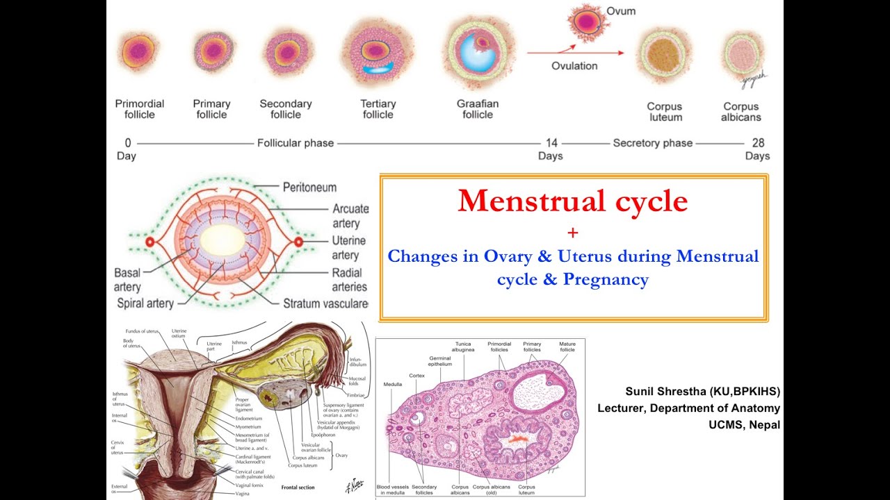 Menstrual cycle (Anatomy Shortcut channel) - YouTube
