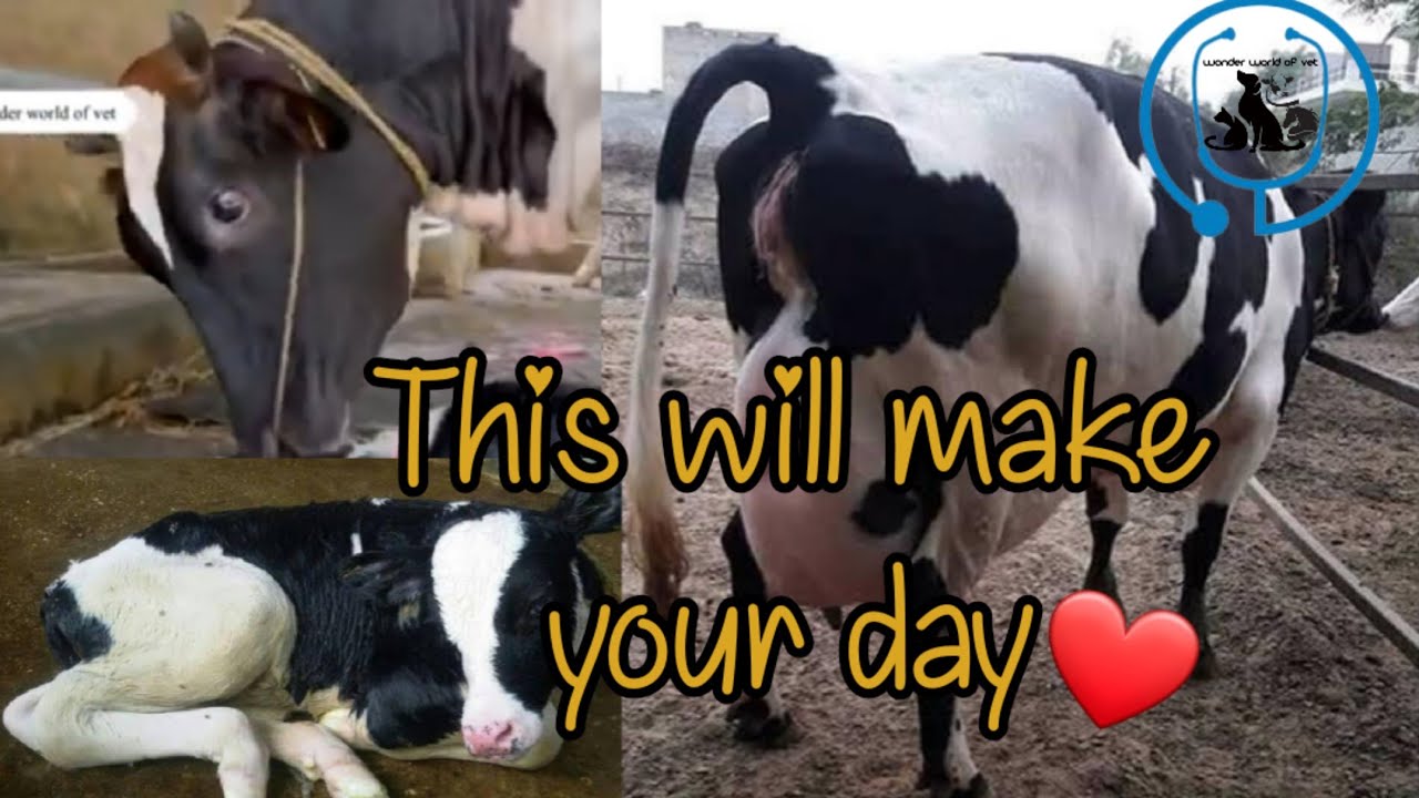 Top quality calf/ABS/Semen/imported/freedom/top milk yield cow/high ...
