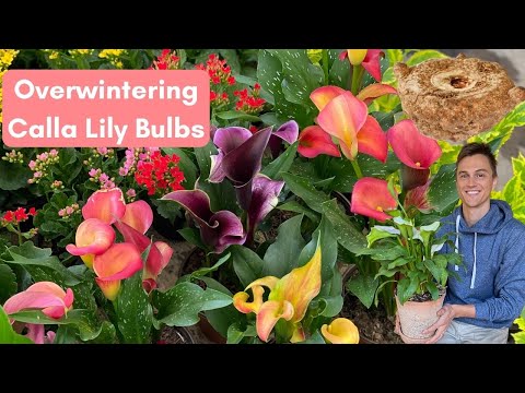 How To Care For Potted Calla Lilies In Winter