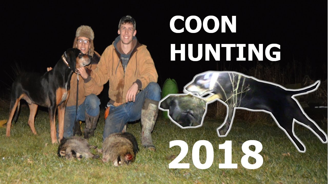 Can You Coon Hunt One Dog