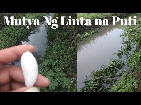 Mutya Ng Linta na Puti,,,, Pampaswerte sa negosyo at tindahan,,, - YouTube