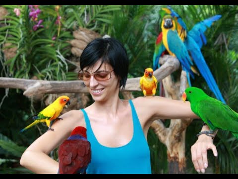 Parrots and People - YouTube