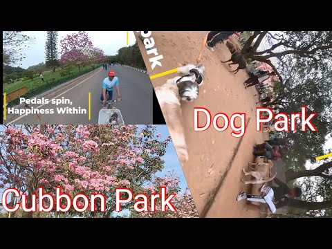 Brompton Ride with Benji:Exploring Cubbon Park's Vibrant Trumpet Trees ...