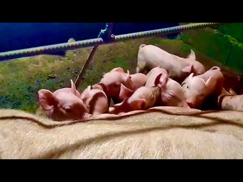 Ten Adorable One-Hour Old Piglets #travel #trending - YouTube