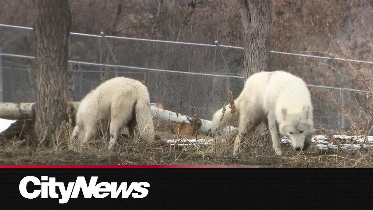 Edmonton Valley Zoo’s Arctic Wolves enter new ‘naturalized’ habitat ...