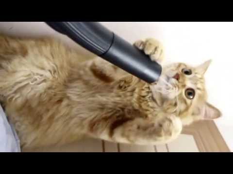 Lol cat playing with vacuum (must see! )