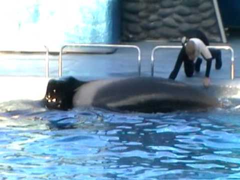 Katina & Makaio (Part 2) (10-10-10) (The Shamu Family Presentation ...