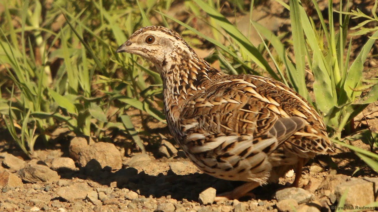 Common Quail calls of the male and female - YouTube