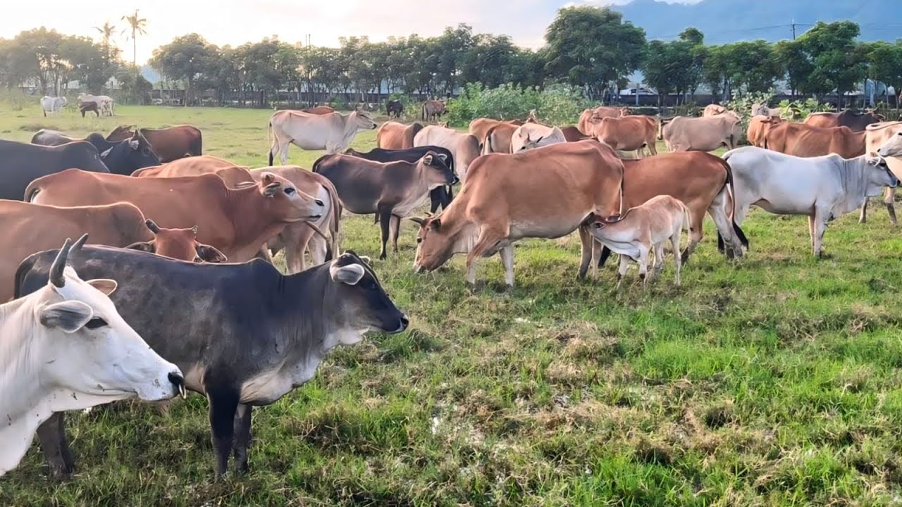 Voice Cow - Cow Funny mooing sounds | Cow video - YouTube