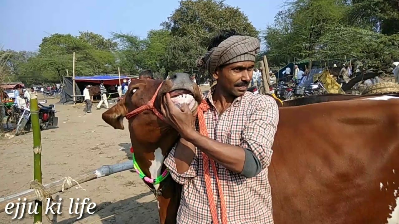 Four Days Mandi Devkund Aurangabad Bihar - YouTube