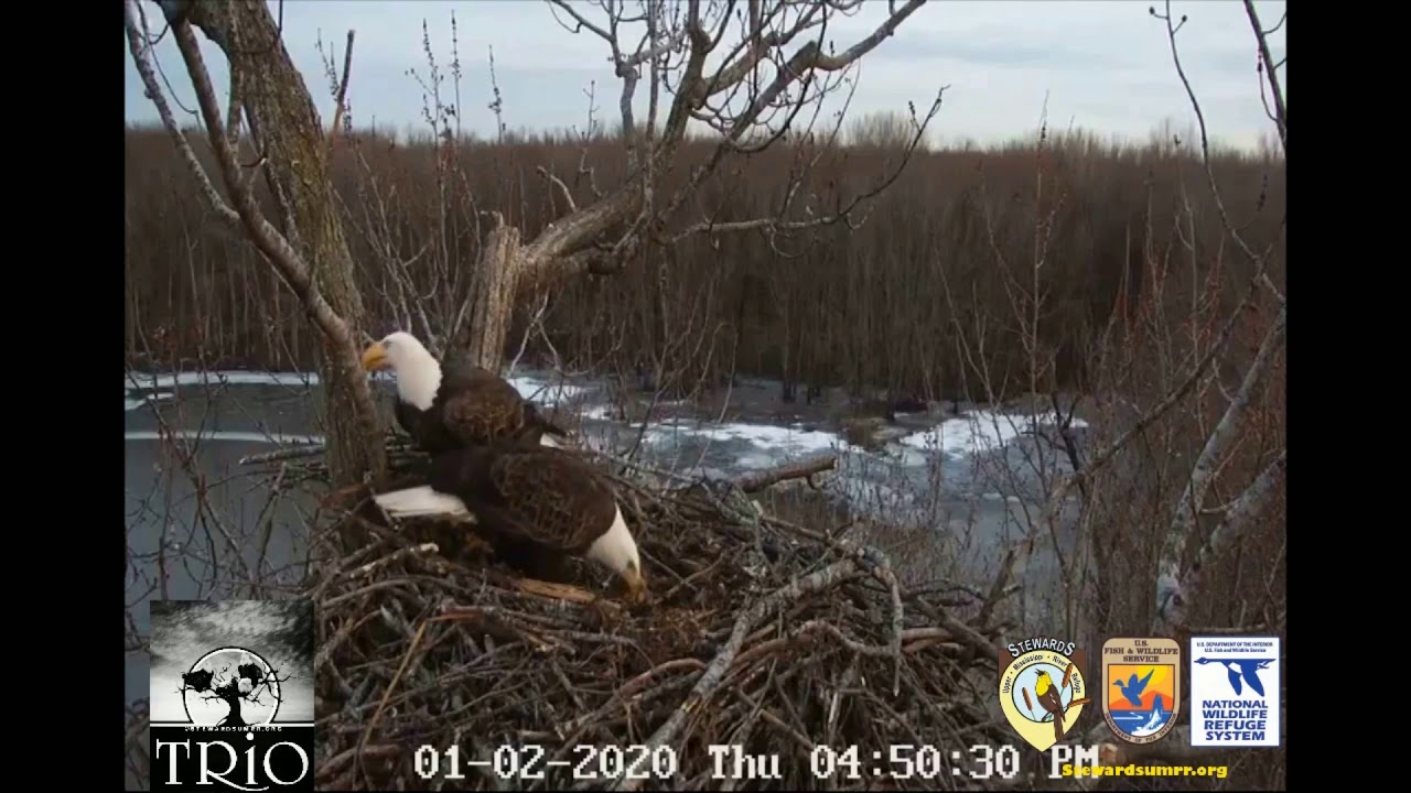 01-02-20 IL Trio eagles. both Valors work at the nest. - YouTube