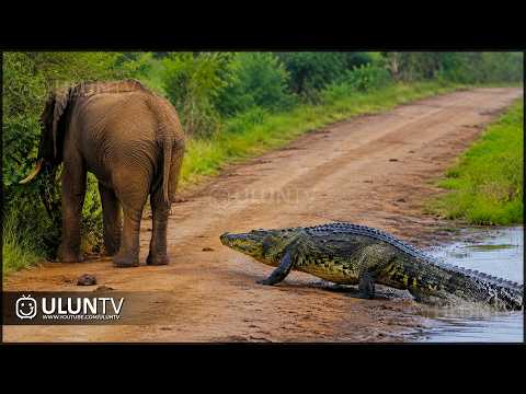 Look What Happened‼️This Crocodile Attacked the WRONG Elephant And Paid a Heavy Price!