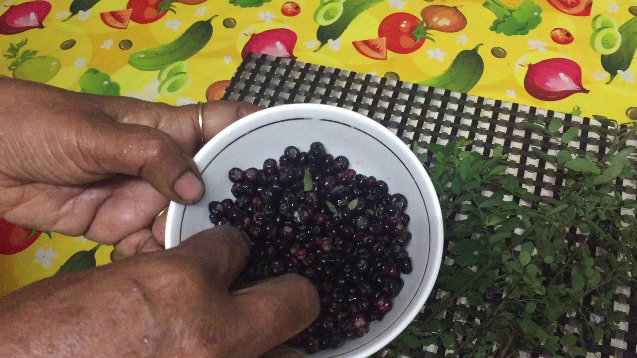 KARUMPULA-MEDICINAL PLANT - YouTube