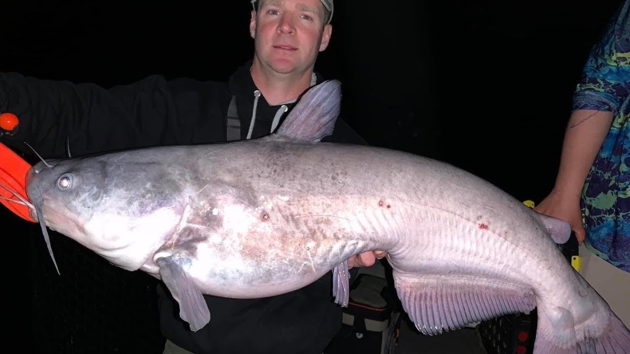 Night Fishing for BIG Catfish! (Ft. Chatt Cats Fishing and Reel Beasts ...