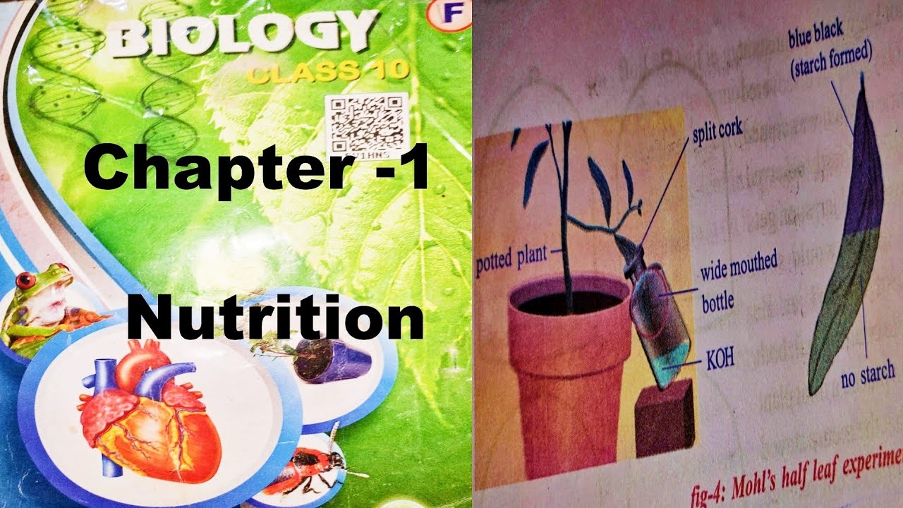Nutrition- experiments, 10th class Biology lessons. - YouTube