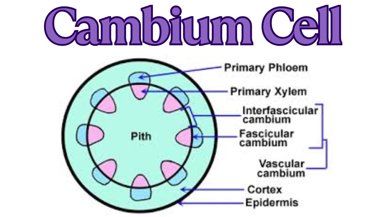 Cambium Cell composition and types - YouTube