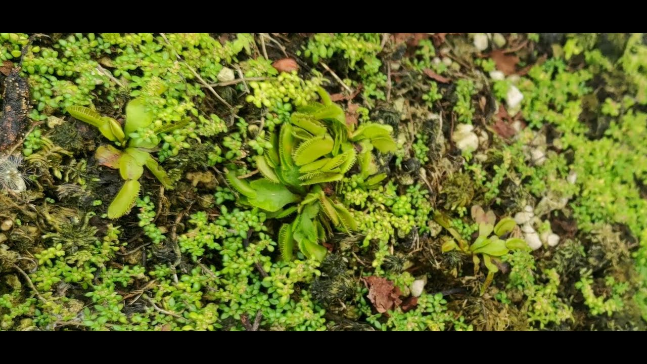 Venus fly trap Alien propagation - YouTube