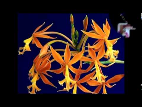 Celal Yaşar Yk_ enes stüdyo