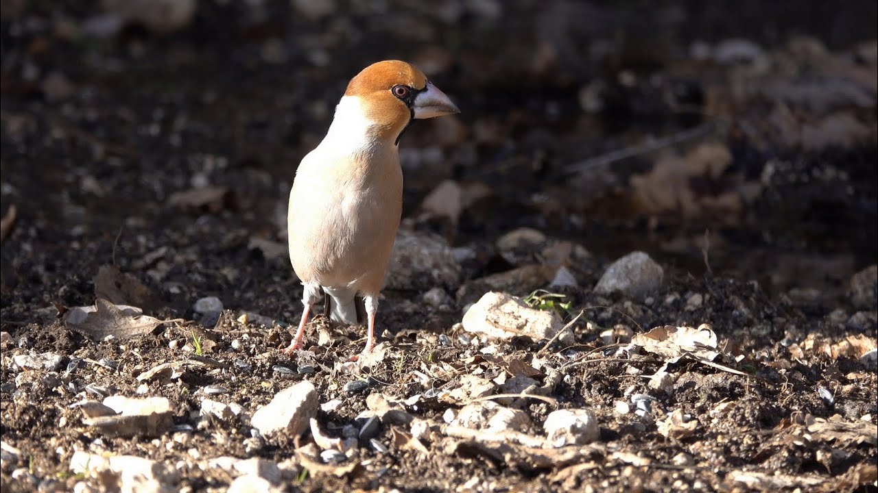 Frosone (Coccothraustes coccothraustes) - YouTube