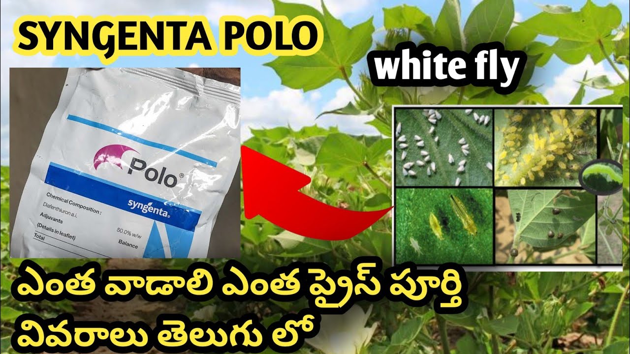 Syngenta Polo || Syngenta polo full Details in telgu |polo Insectiside ...