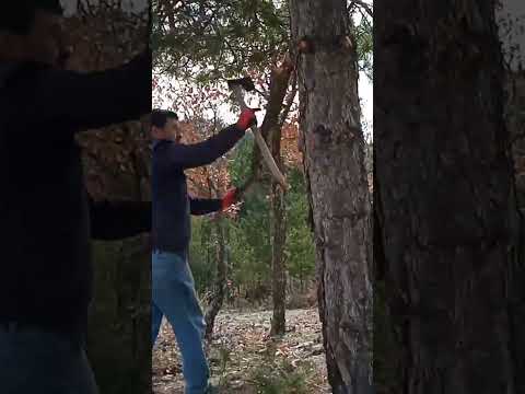 atom karınca ve oğlu #köy #village #tree #shorts #keşfet