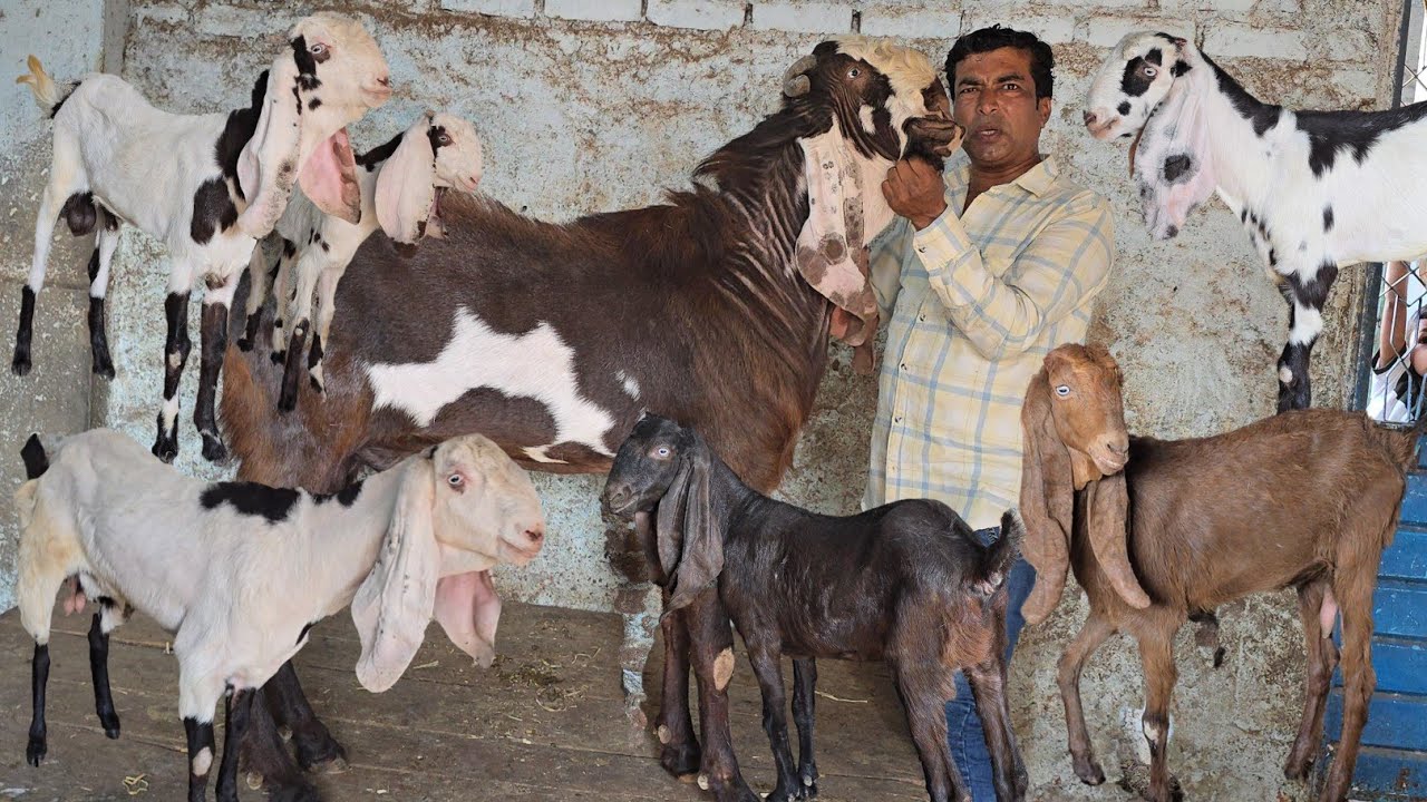 AYUB MULTIPLE GOAT FARM HYDERABADI GOATS FEMALE MALE @sohailgoatfarm ...