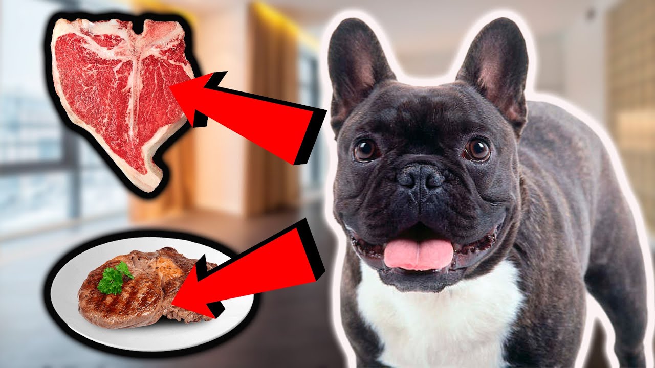 Raw or cooked. What will the French bulldog choose - YouTube