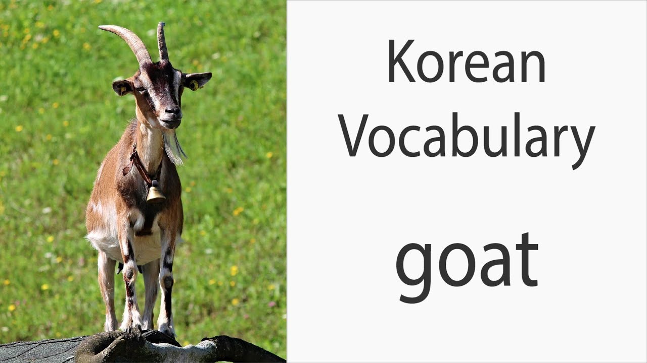 How to say "Goat" in Korean - YouTube
