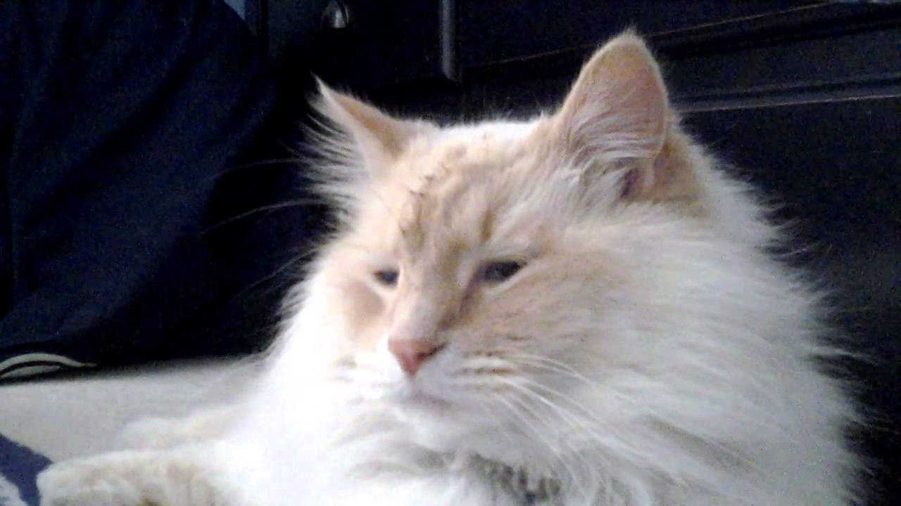 Sneak peek of Linus and friends! - YouTube