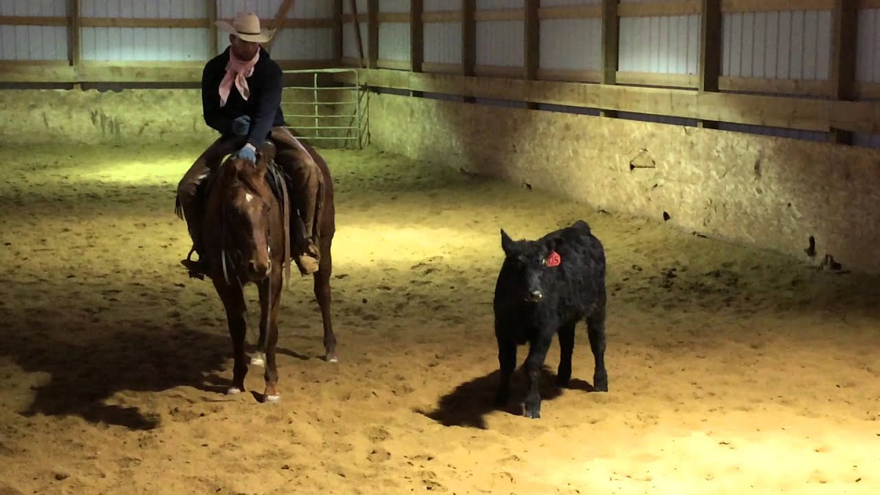 2 yr old TR Dual Rey gelding on cattle - YouTube