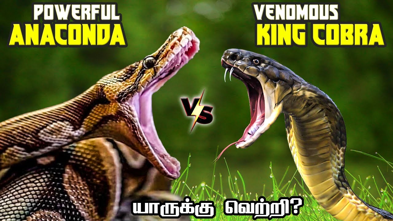 King Cobra vs Green Anaconda in Tamil | ராஜநாகம் vs அனகோண்டா | Savage ...