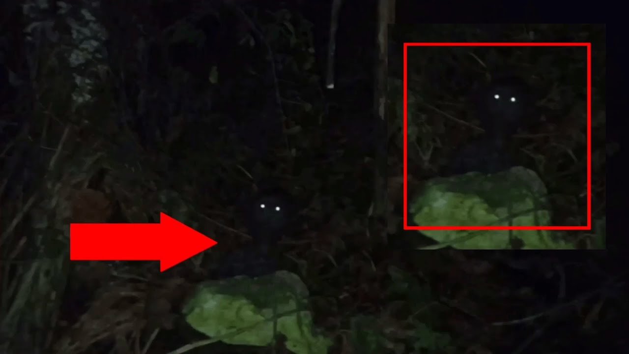 Fear in the Forest: Hunter's Encounter with an Alien Mysterious Cryptid ...